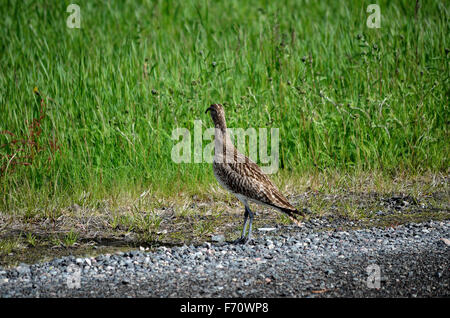 eurasian curlew bird parent vigilant for predator birds Stock Photo - Alamy