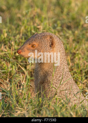 Indian grey mongoose (Urva edwardsii Stock Photo - Alamy