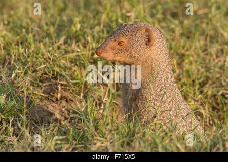 Indian grey mongoose (Urva edwardsii Stock Photo - Alamy