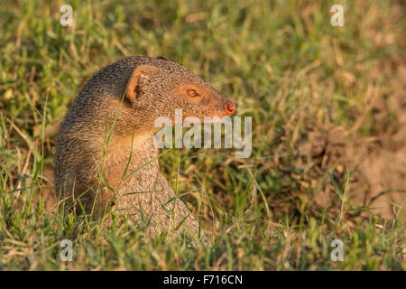 Indian grey mongoose (Urva edwardsii Stock Photo - Alamy