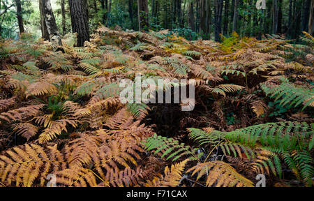 Fern plants in a pine forest Stock Photo - Alamy
