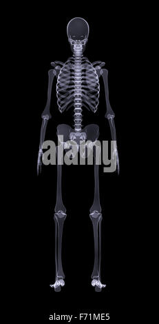Human skeleton, full rear view, from an early 20th century anatomy ...