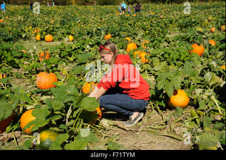 The Apple Works orchard and pumpkin farm in Trafalgar, Indiana Stock ...