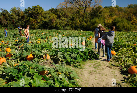 The Apple Works orchard and pumpkin farm in Trafalgar, Indiana Stock ...