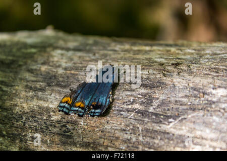 Broken wing. Butterfly Stock Photo - Alamy