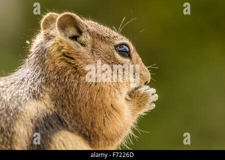 Chipmunk exploring the world Stock Photo - Alamy