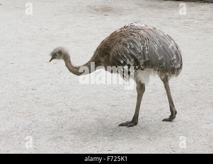 Darwin's or Lesser Rhea (Rhea pennata) walking in grassland in the ...
