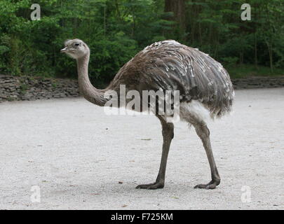 Darwin's or Lesser Rhea (Rhea pennata) walking in grassland in the ...