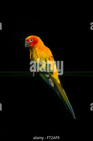 A Sun Conure perches itself and poses for the camera Stock Photo - Alamy