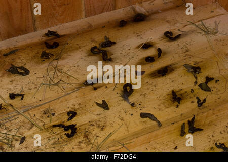 Western polecat, European polecat, dirt, excrement, faeces, Iltis ...