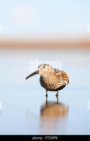 Dunlin (Calidris alpina) adult, summer plumage, feeding on small fish ...
