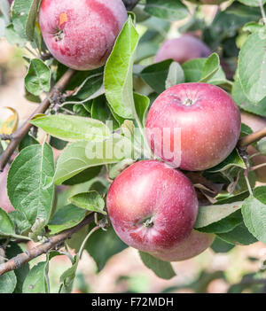 Closeup shot of green apples Stock Photo - Alamy