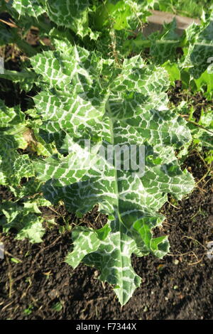 Chinese herbal medicine white thistle Stock Photo - Alamy