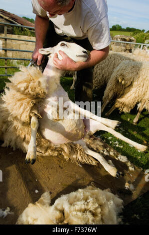 Shearer shearing sheep, England Stock Photo - Alamy