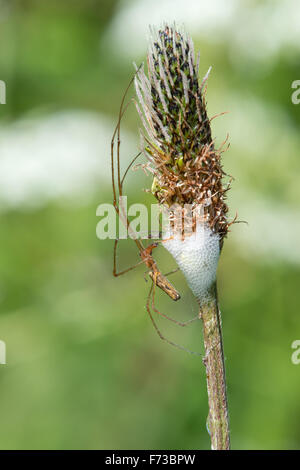 Common Stretch-spider (Tetragnatha extensa), in spider web, Emsland ...