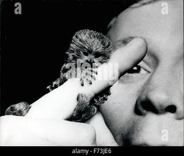 1968 - World's smallest monkey has twins: At Skansen zoo in Stockholm ...