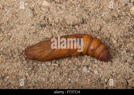 Striped hawk-moth, pupa, pupae, Linienschwärmer, Linien-Schwärmer ...