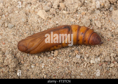 Striped hawk-moth, pupa, pupae, Linienschwärmer, Linien-Schwärmer ...