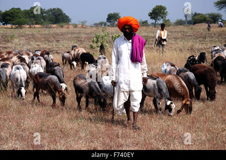 Shepherd with sheep, shirdi, nasik, maharashtra, india, asia Stock ...