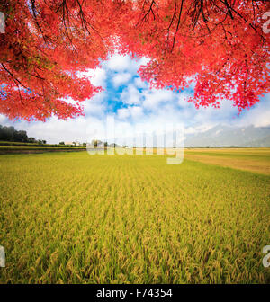 Landscape of green rice field with a lonely tree and blue sky. Rice ...