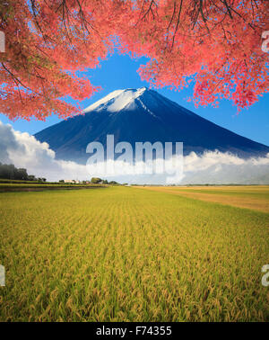 Landscape of green rice field with a lonely tree and blue sky. Rice ...