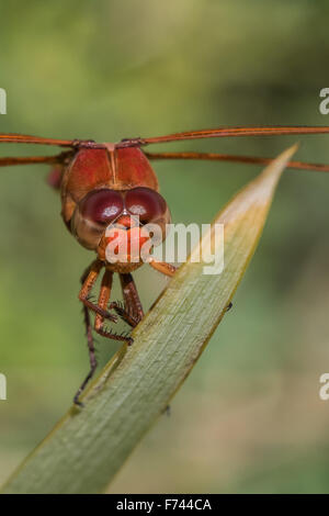 Red Dragonfly Neon Skimmer Libellula croceipennis. Home garden Southern ...