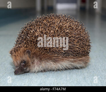 European Hedgehog, Erinaceus europaeus, Balloon syndrome, Inflated ...