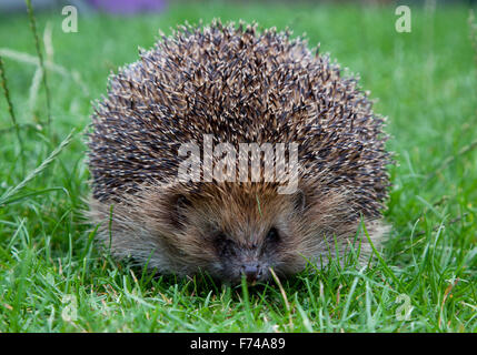 European Hedgehog, Erinaceus europaeus, Balloon syndrome, Inflated ...