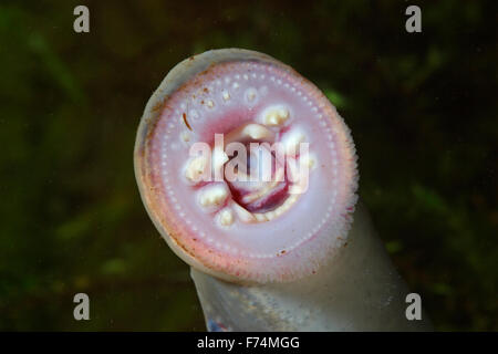 European river lamprey, lampern, Flussneunauge, Fluss-Neunauge, Fluß ...