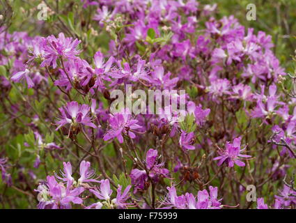 Rhodora, or Canadian Rhododendron, in full flower. Newfoundland Stock ...