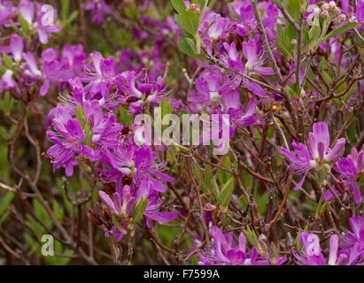Rhodora, or Canadian Rhododendron, in full flower. Newfoundland Stock ...