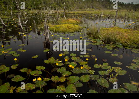 Bog pools in forest, with Variegated pond-lily; Avalon peninsula ...