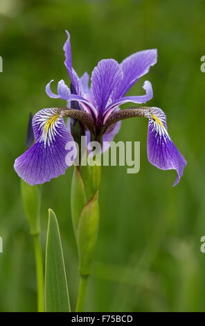 Wild Blue Flag Iris, Iris versicolor, in wetland area of Point Beach ...