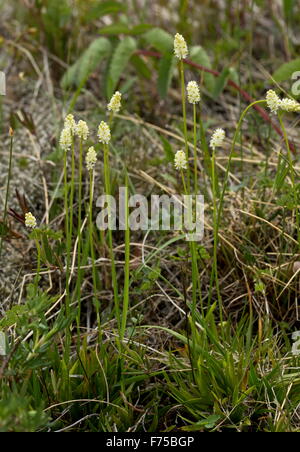 Scottish Asphodel, Tofieldia pusilla, in flower Stock Photo - Alamy