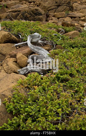 Very dwarf prostrate form of Common Juniper, on Serpentine and ...