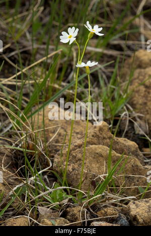 Primula mistassinica Primula mistassinica Stock Photo - Alamy