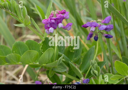 Sea pea or Beach pea, in flower in coastal habitat. A circumboreal ...