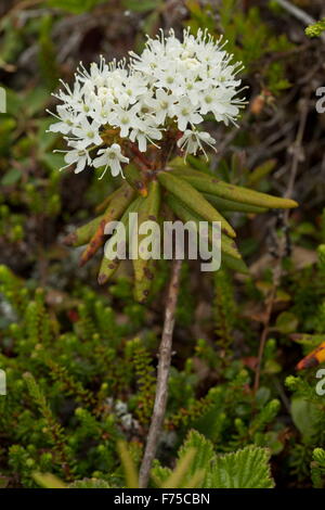 Labrador tea in flower Stock Photo - Alamy
