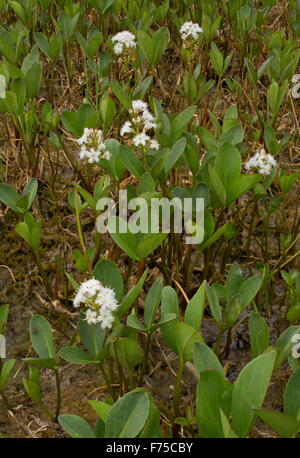 Bogbean / Buckbean (Menyanthes trifoliata) flowering in pool system ...