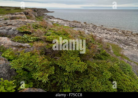 Dwarfed woody coniferous vegetation, known as Tuckamore or Krumholz, on ...