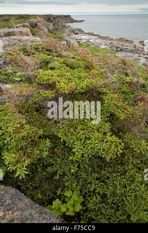 Dwarfed woody coniferous vegetation, known as Tuckamore or Krumholz, on ...