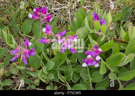 Sea pea or Beach pea, in flower in coastal habitat. A circumboreal ...