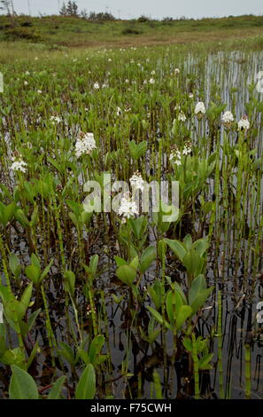 Bogbean Menyanthes flowers Stock Photo - Alamy