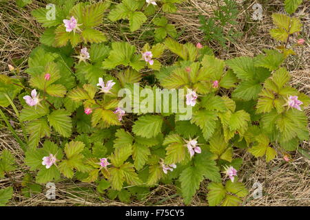 Dwarf Red Blackberry, Dwarf Red Raspberry, Dewberry (Rubus pubescens ...