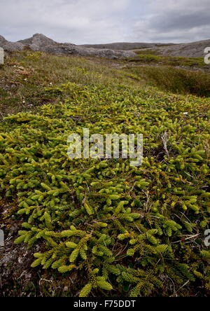 Dwarfed woody vegetation, known as Tuckamore or Krumholz, of White ...