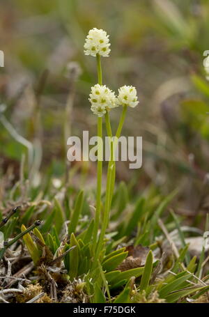 Scottish Asphodel or Scotch false asphodel, in flower in damp limestone ...