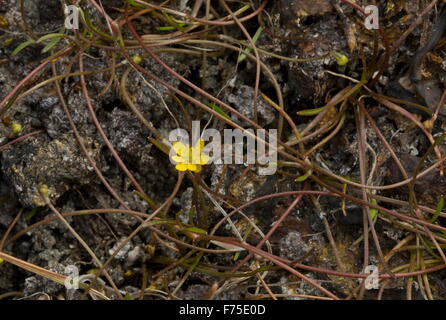 Creeping Spearwort, Ranunculus reptans in damp hollow. Very rare in UK ...