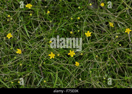 Creeping Spearwort, Ranunculus reptans in damp hollow. Very rare in UK ...