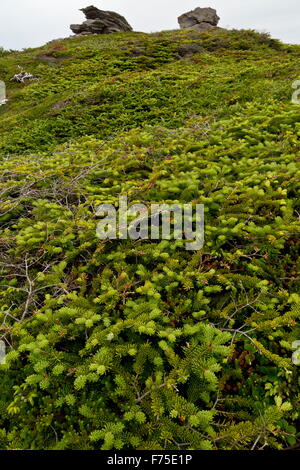 Dwarfed woody vegetation, known as Tuckamore or Krumholz, of White ...