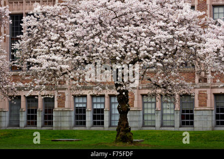 Blooming old cherry trees in spring, Kleinheubach, Miltenberg, Main ...